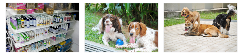 Paw Family @ Da Jin Factory Building