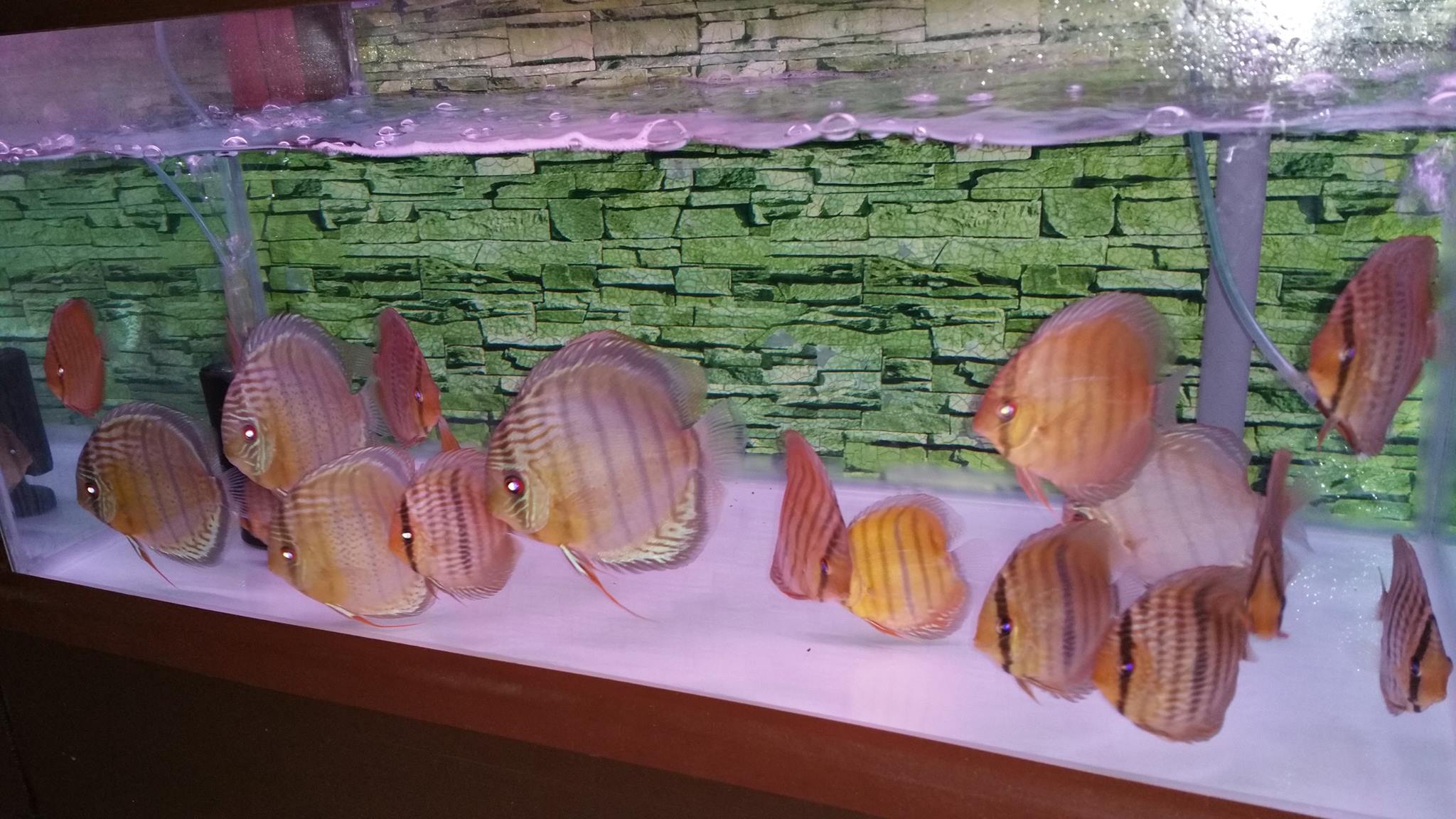 Chai Discus | Chai Discus Farm