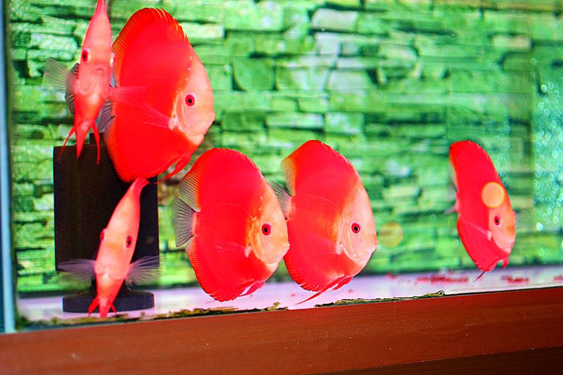 Chai Discus | Chai Discus Farm