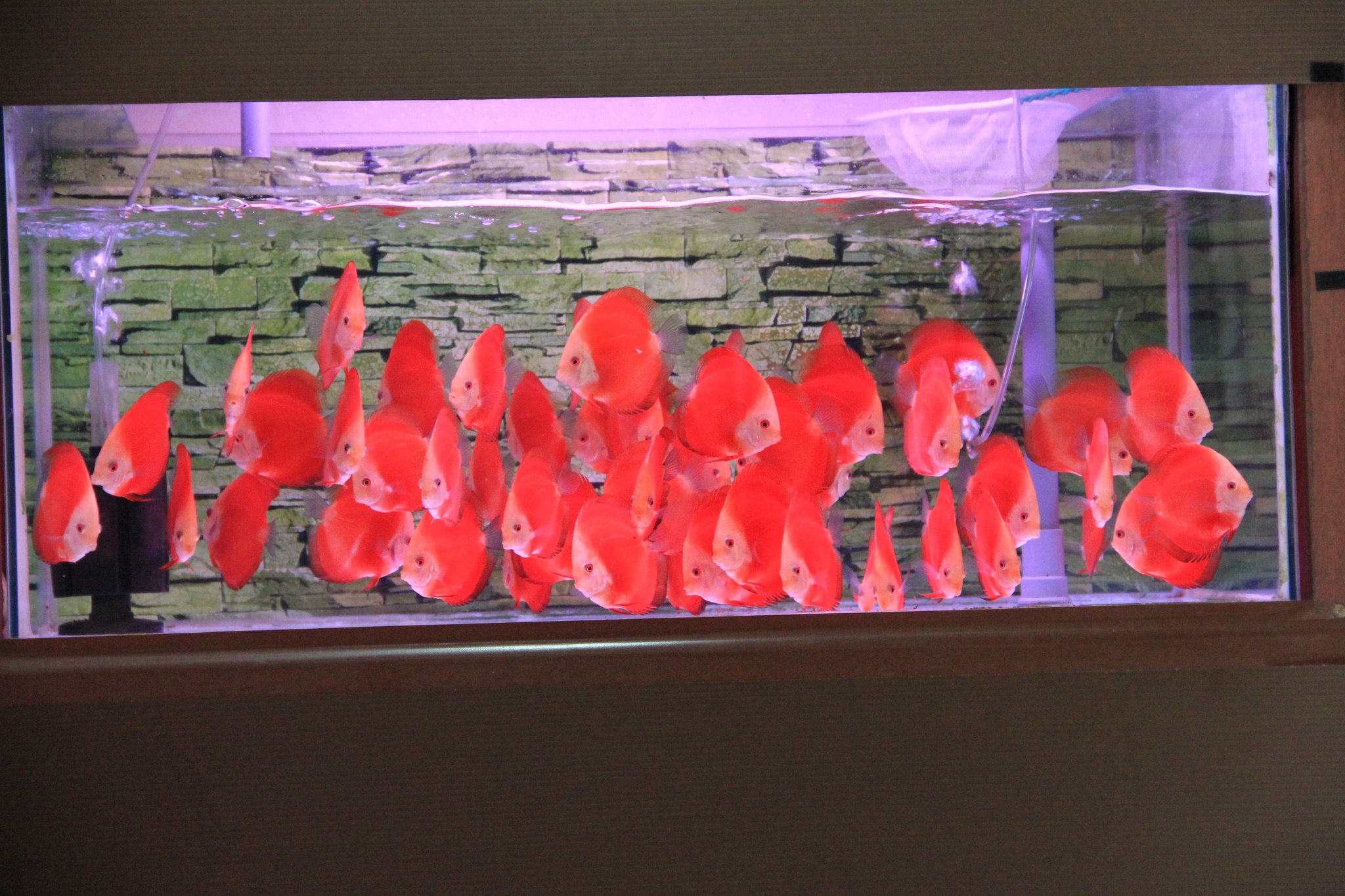 Chai Discus | Chai Discus Farm