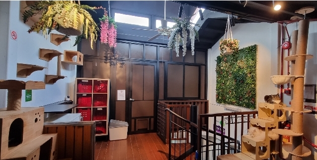 Catopia @ RedDot Kitchen