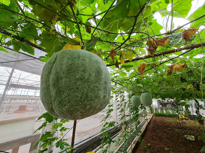 Kok Fah Technology Farm Tour @ Choa Chu Kang MRT Station (NS4)